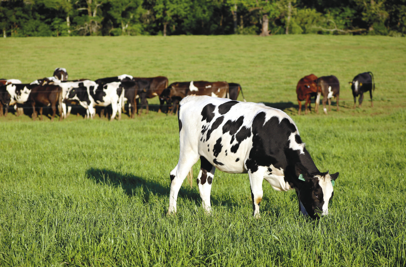Dairy farmers focus nationwide on climate-smart future | The Eatonton ...